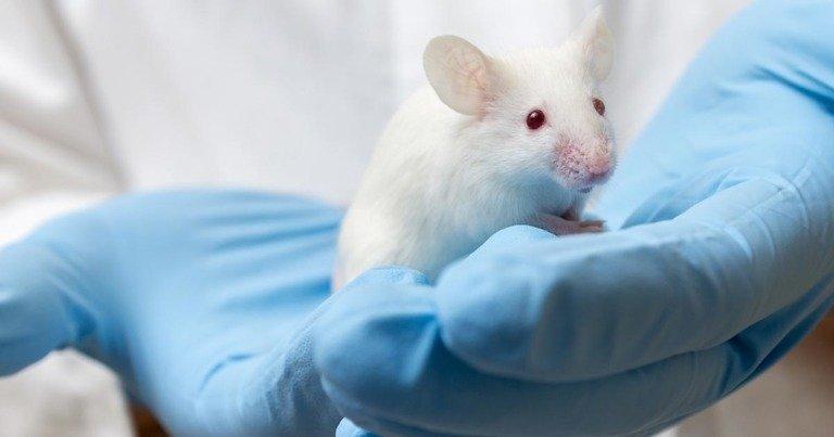 El diseño de laboratorios de investigación con animales - SeisaMed La ...