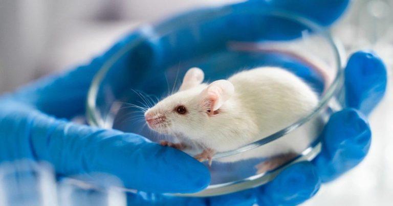 Laboratorio de investigación animal: Diseño y construcción - SeisaMed ...