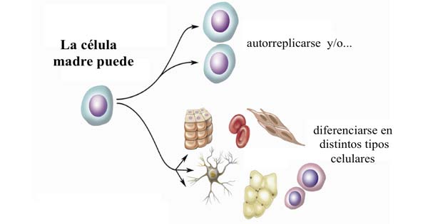 Medicina: ¿Por qué hay tanto interés en las células madre?